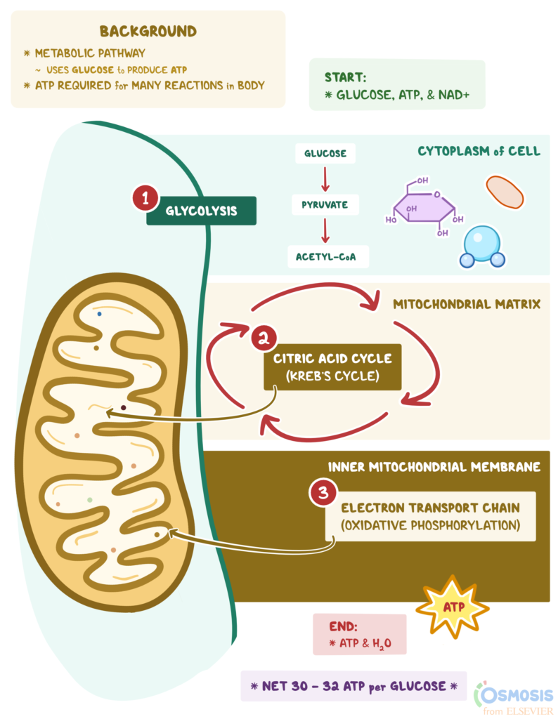 Cellular Respiration - Biology Simple