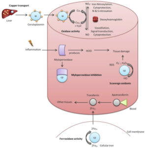 Clade - Biology Simple
