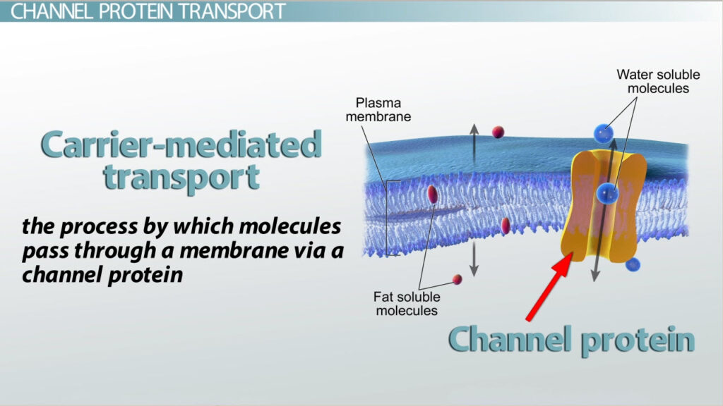 Transport Protein - Biology Simple