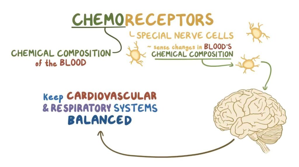 Chemoreceptor - Biology Simple