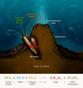 Endoderm - Biology Simple