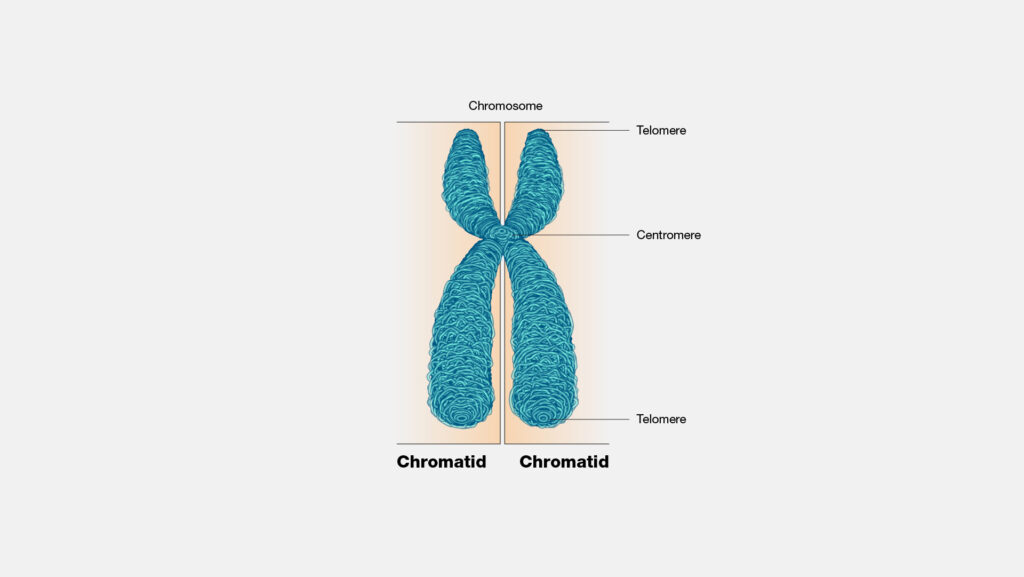 Chromatid - Biology Simple