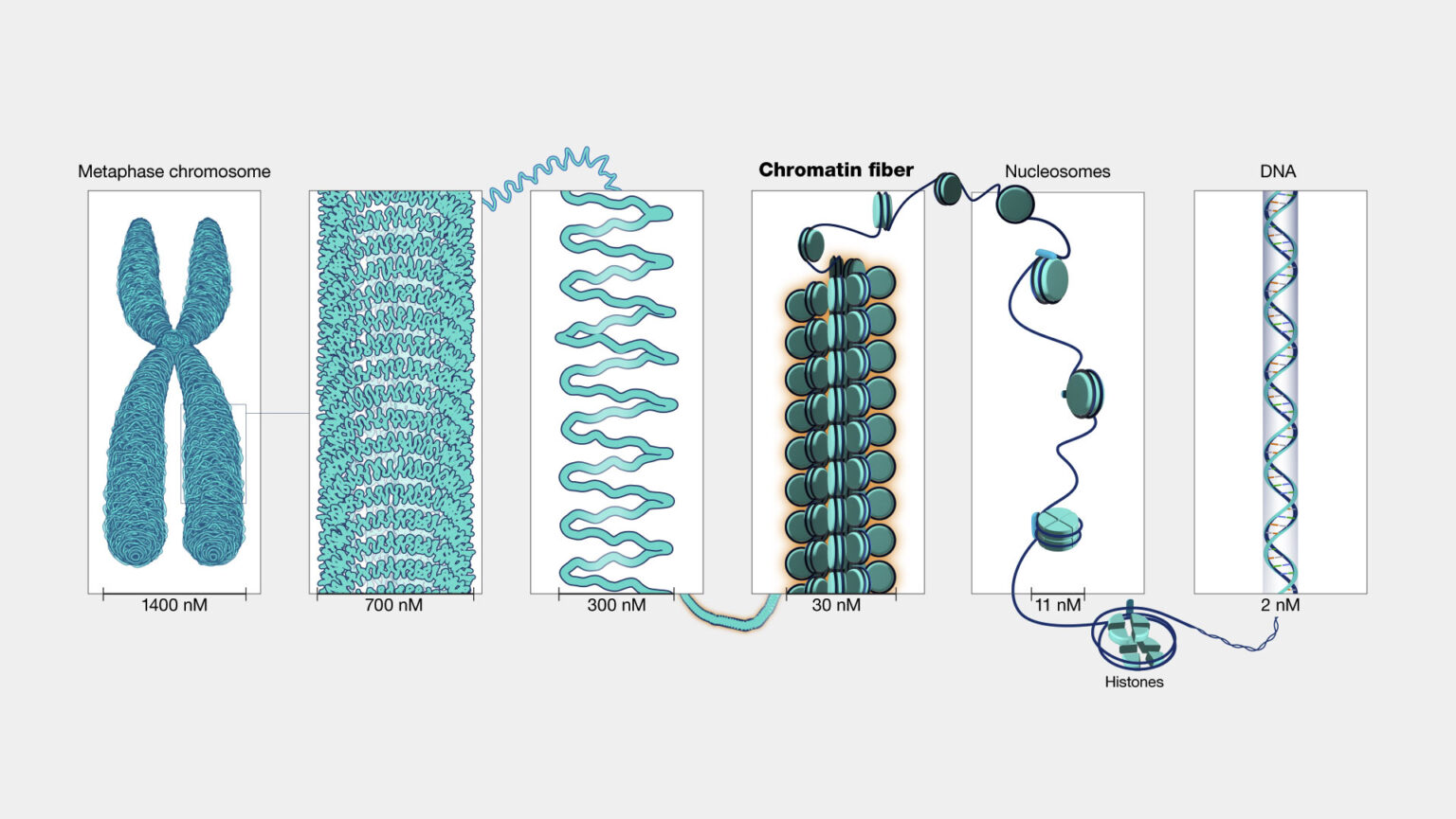 Chromatin - Biology Simple
