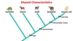 Cladogram - Biology Simple