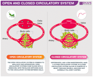 Closed Circulatory System - Biology Simple