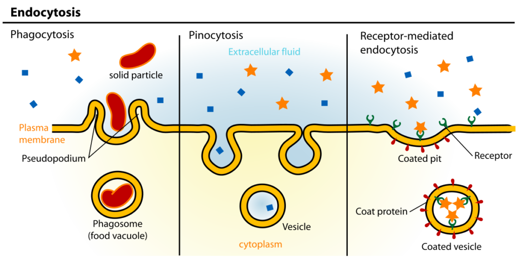 Cell Sap - Biology Simple