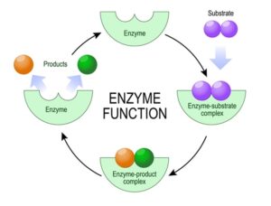 Cofactor - Biology Simple