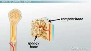 Compact Bone - Biology Simple