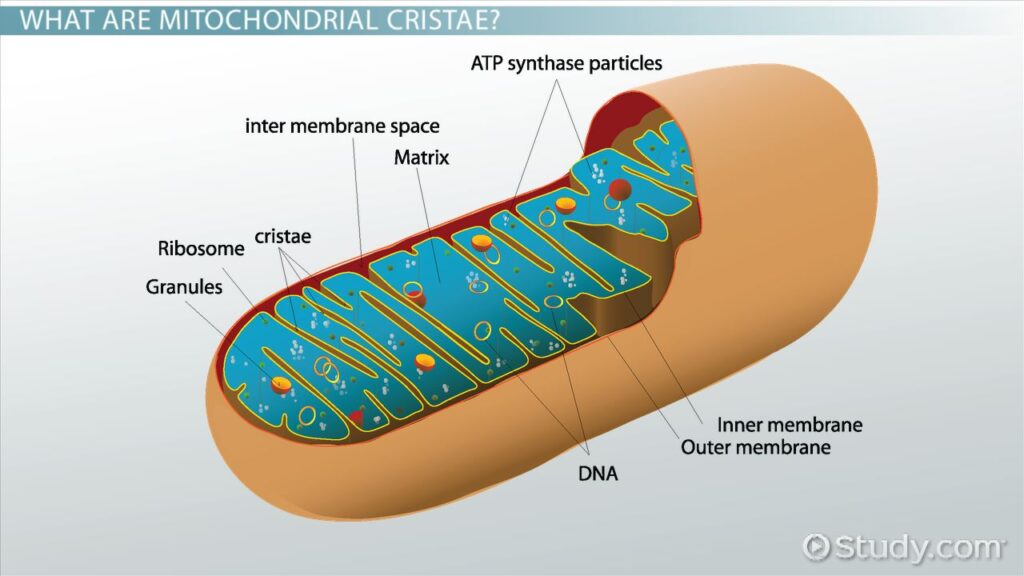 Depolarization - Biology Simple