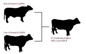Crossbreeding - Biology Simple