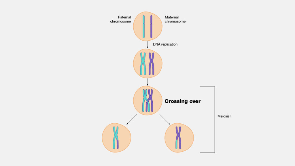 Coevolution - Biology Simple