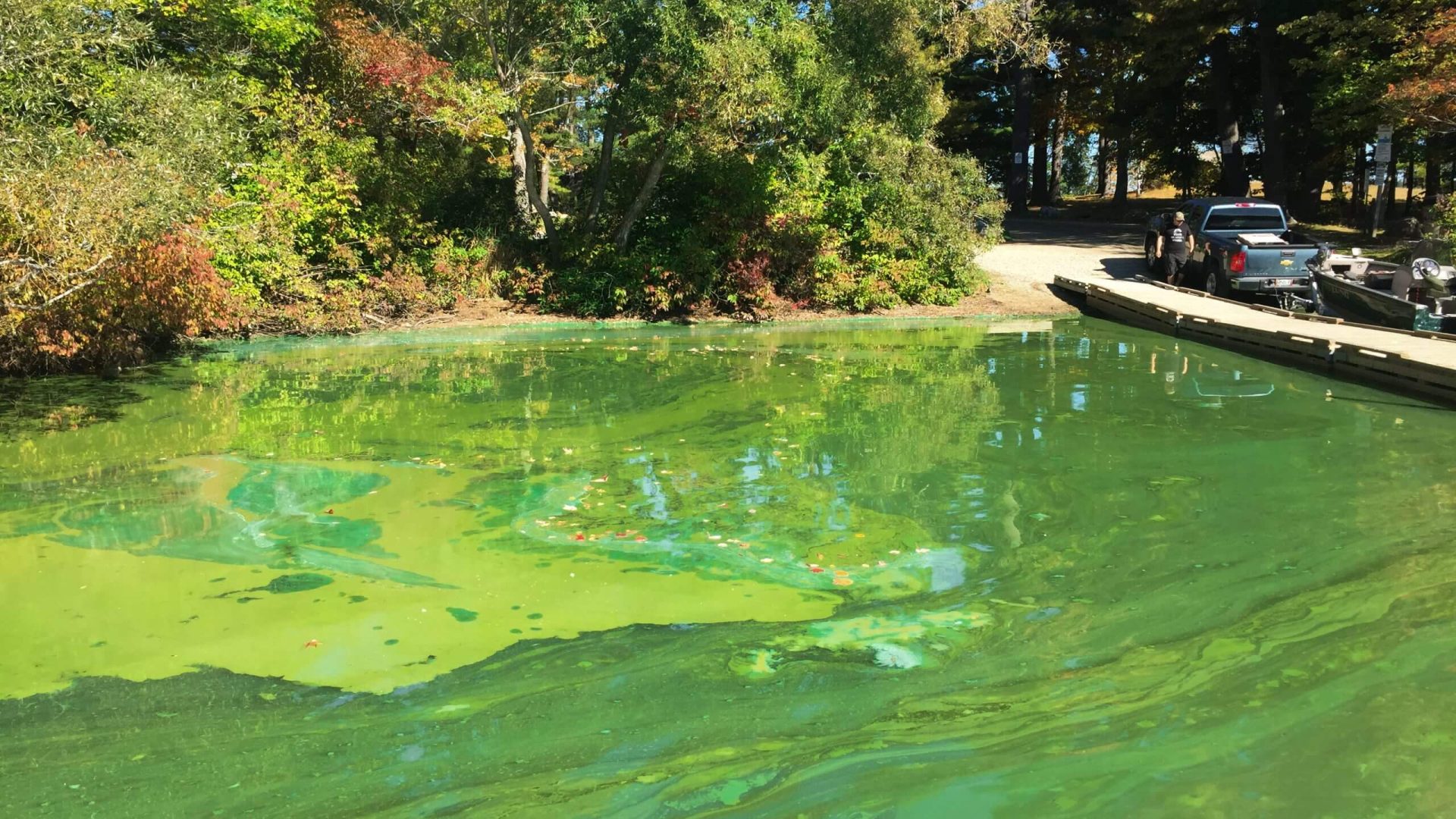 Cyanobacteria Biology Simple Cyanobacteria Biology Simple