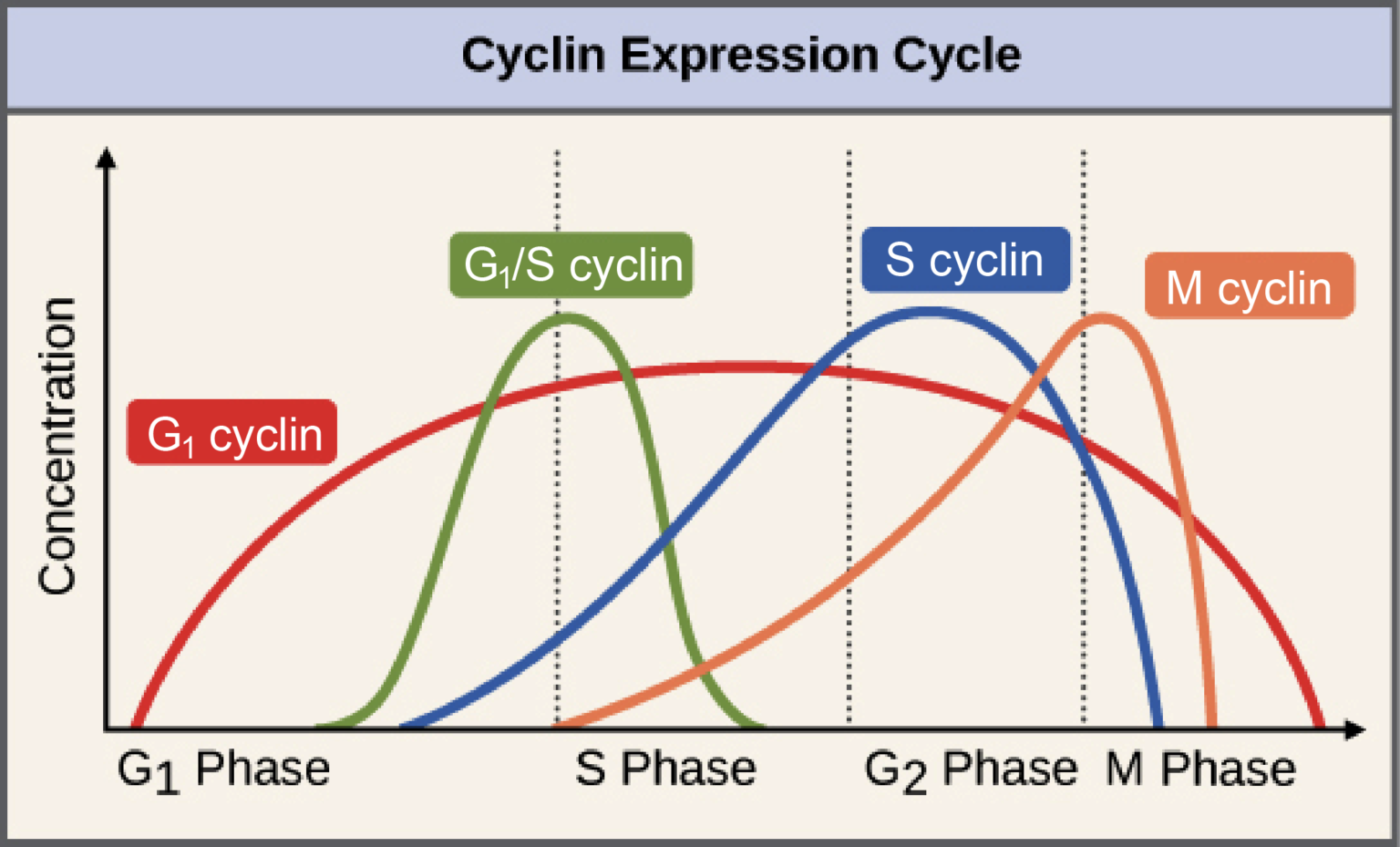 Crenation - Biology Simple
