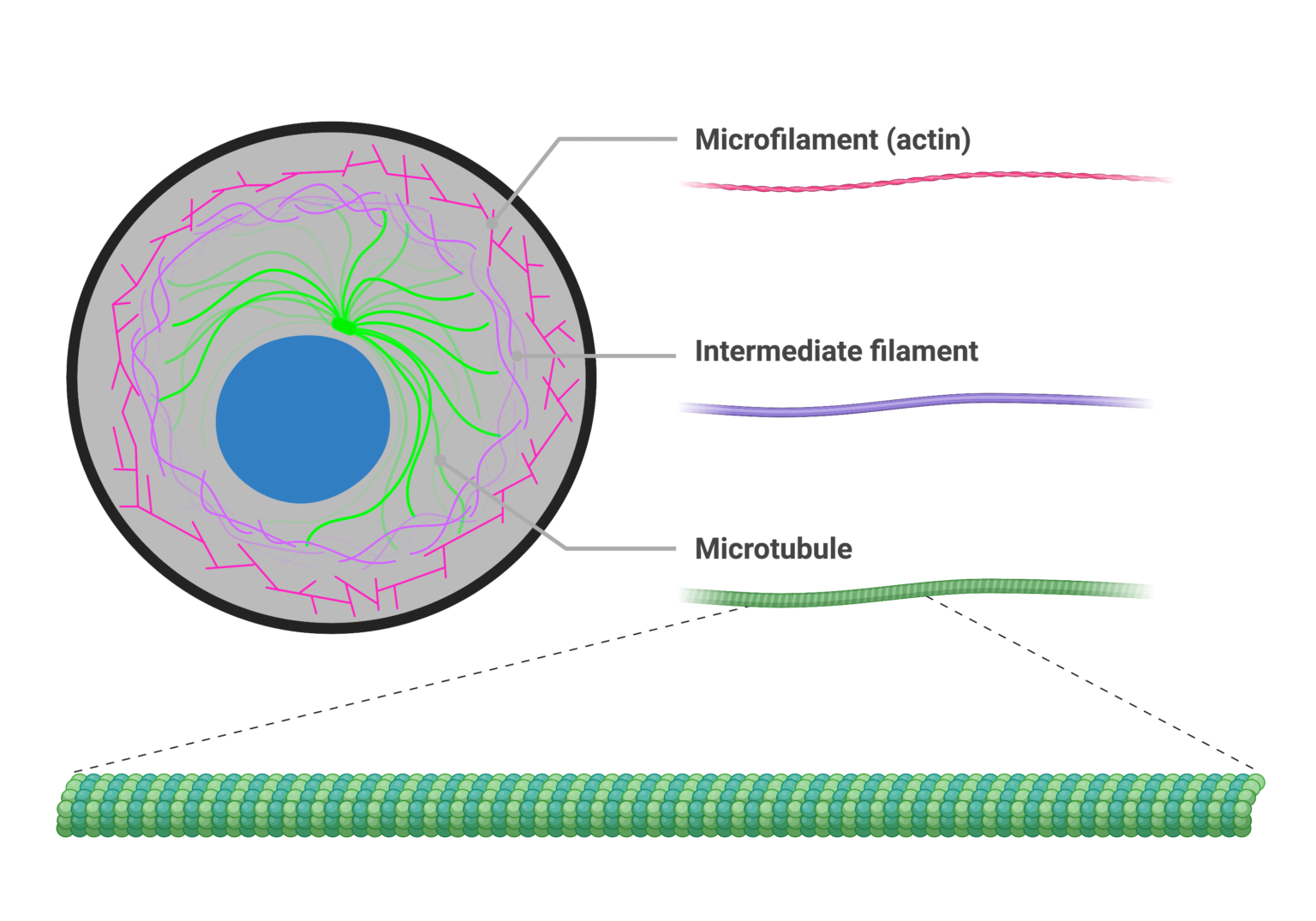 Cytoskeleton - Biology Simple