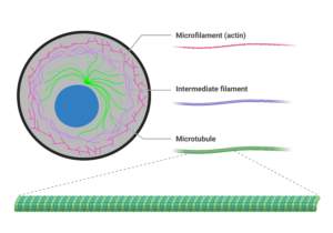 Cytoskeleton - Biology Simple