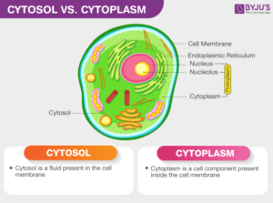Cytosol - Biology Simple
