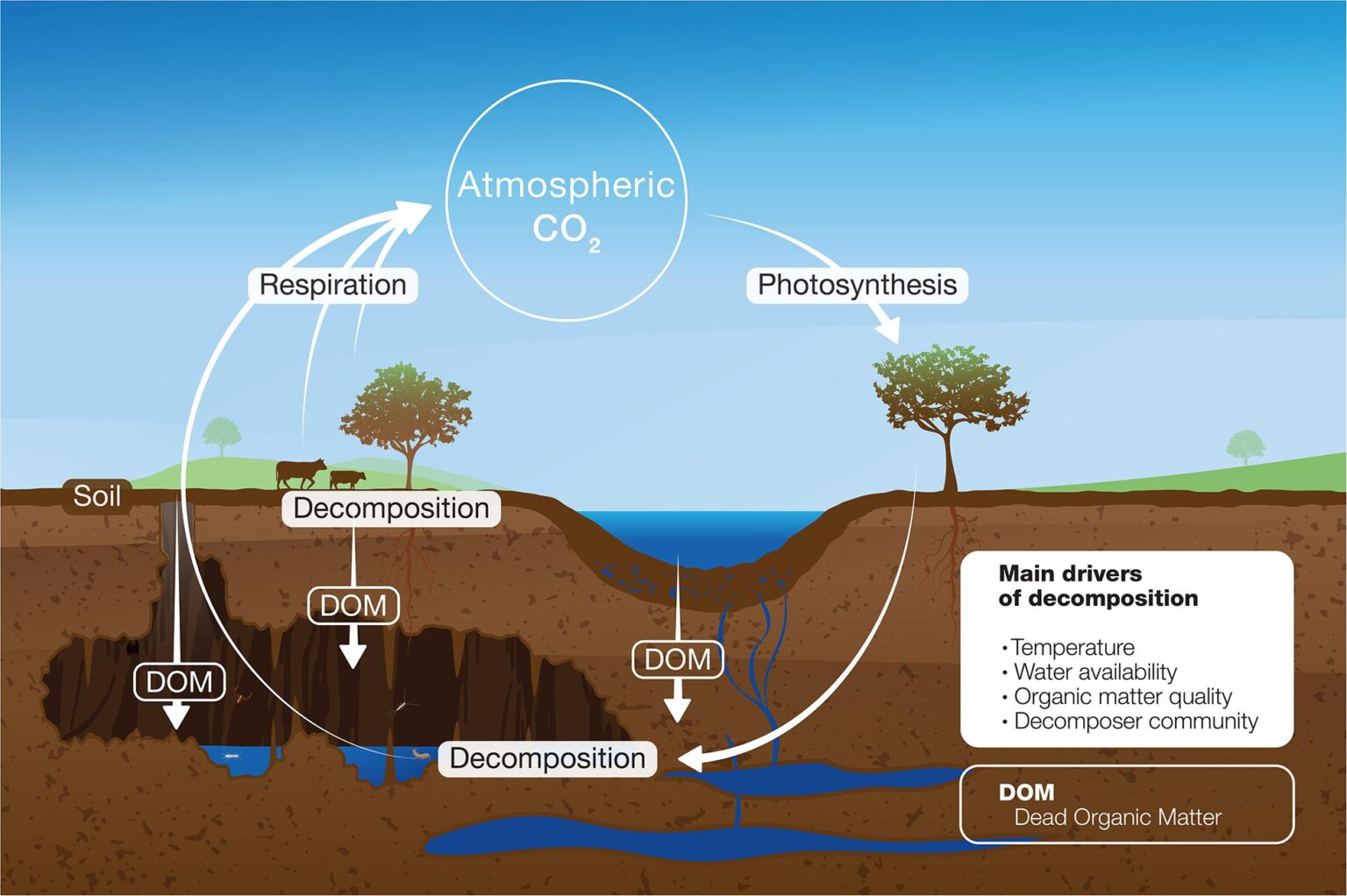 Decomposition - Biology Simple