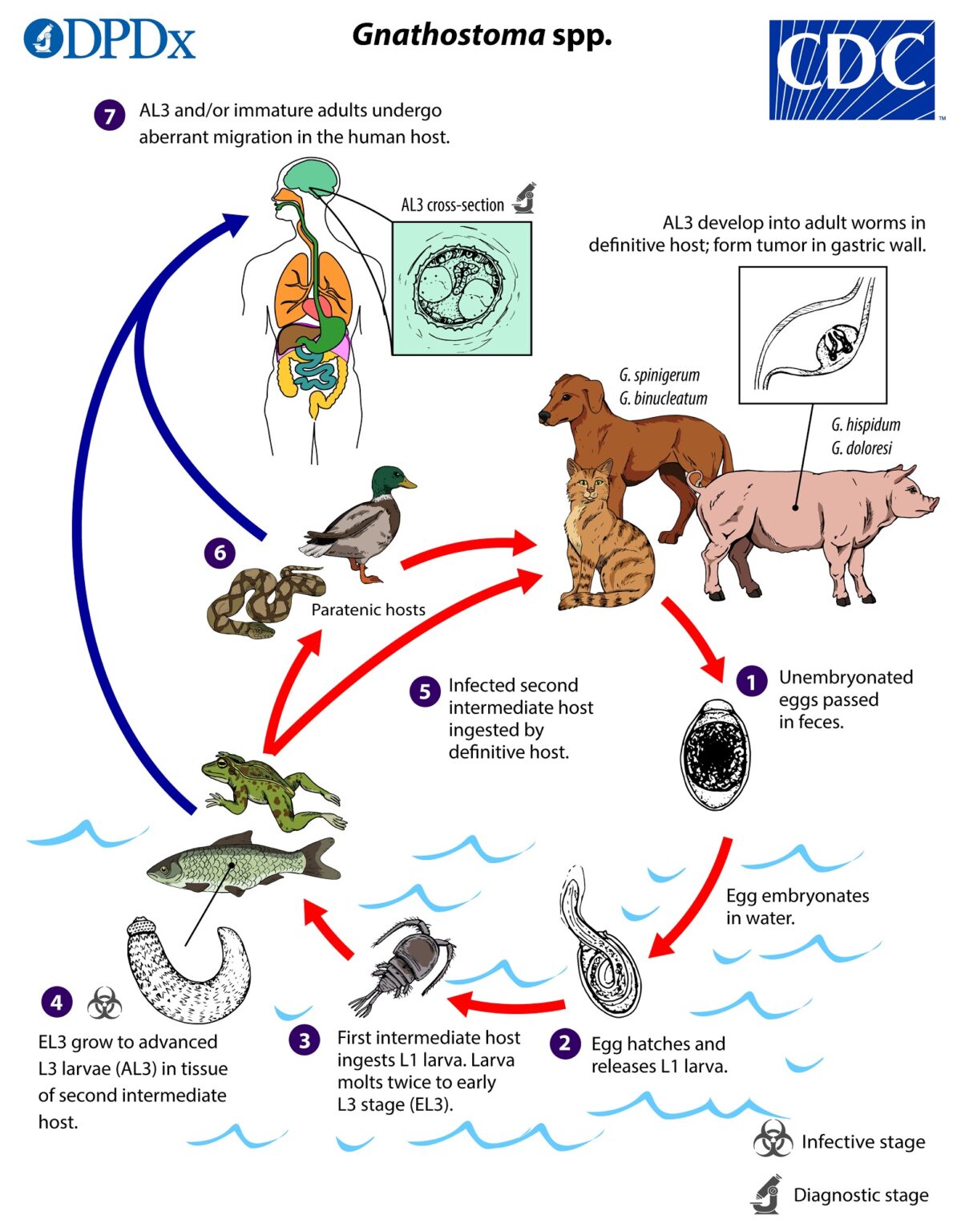 Decomposer - Biology Simple