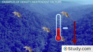 Density Independent Factors - Biology Simple