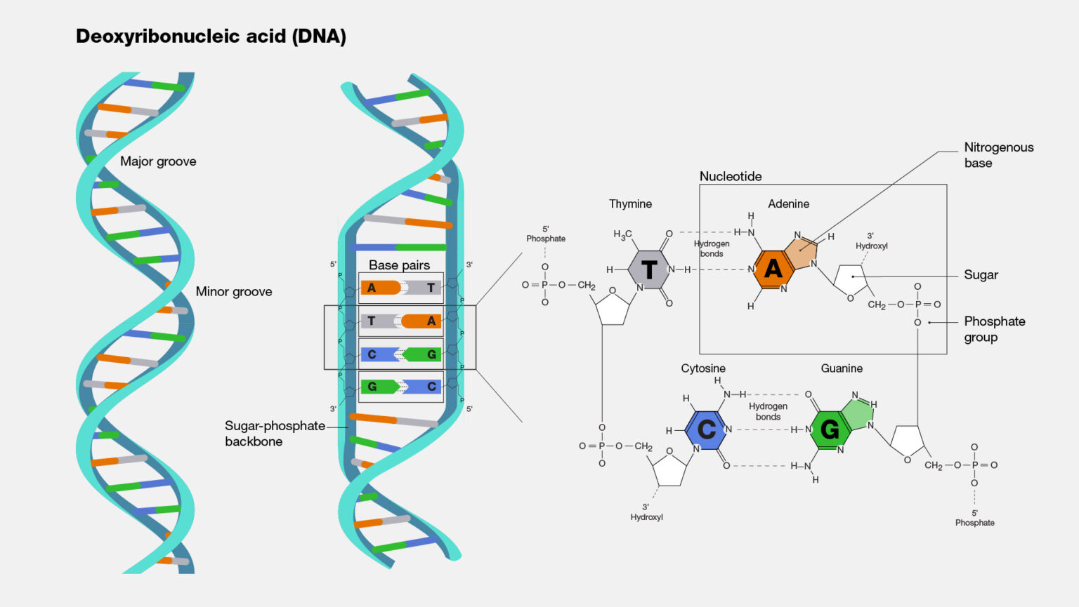 Deoxyribonucleic Acid - Biology Simple