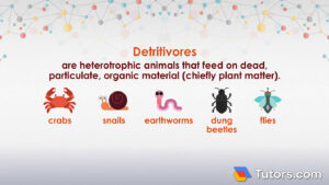 Detritivore - Biology Simple