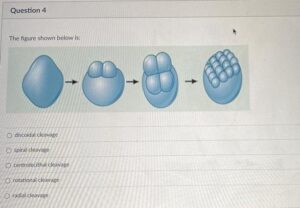 Discoidal Cleavage - Biology Simple