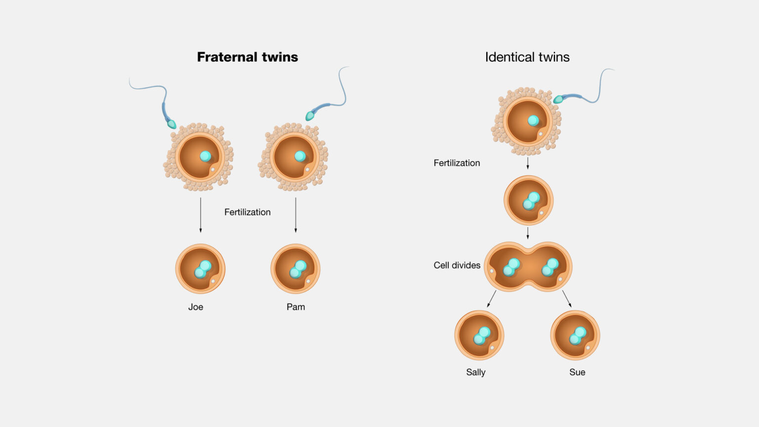 Dizygotic Twins - Biology Simple