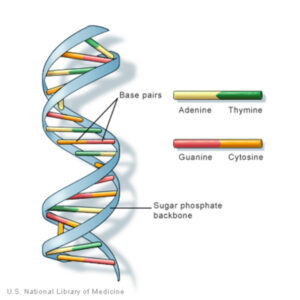 Nuclease - Biology Simple