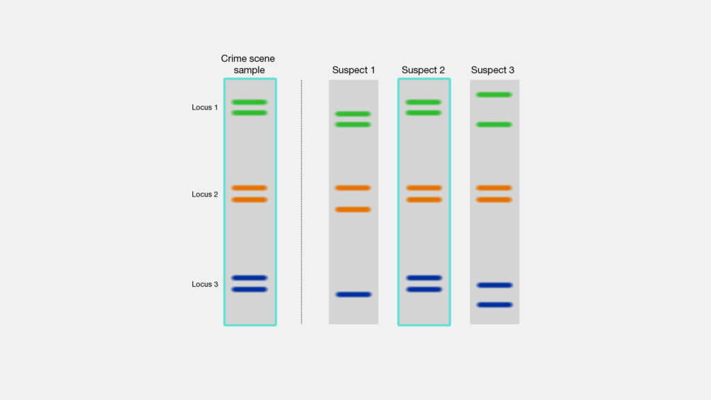 Dna Fingerprinting - Biology Simple