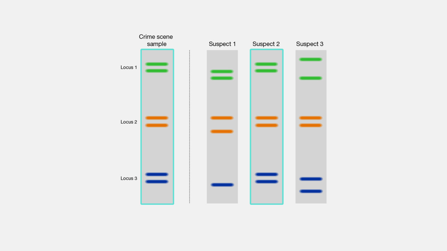 Dna Fingerprinting - Biology Simple