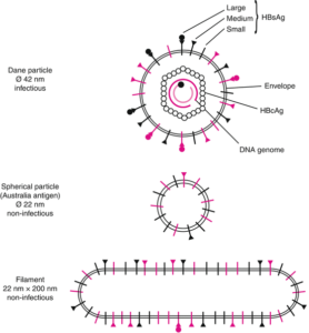 Double Stranded Dna Virus - Biology Simple