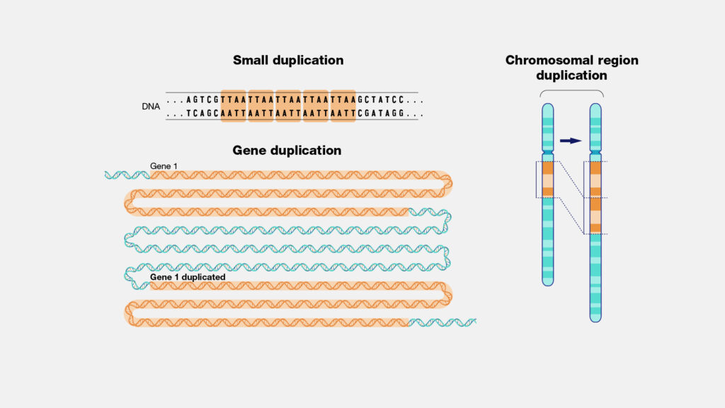 Duplication Mutation - Biology Simple