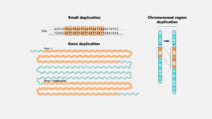 Duplication Mutation - Biology Simple