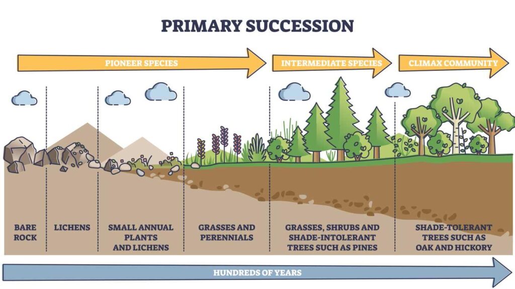 Ecological Succession - Biology Simple