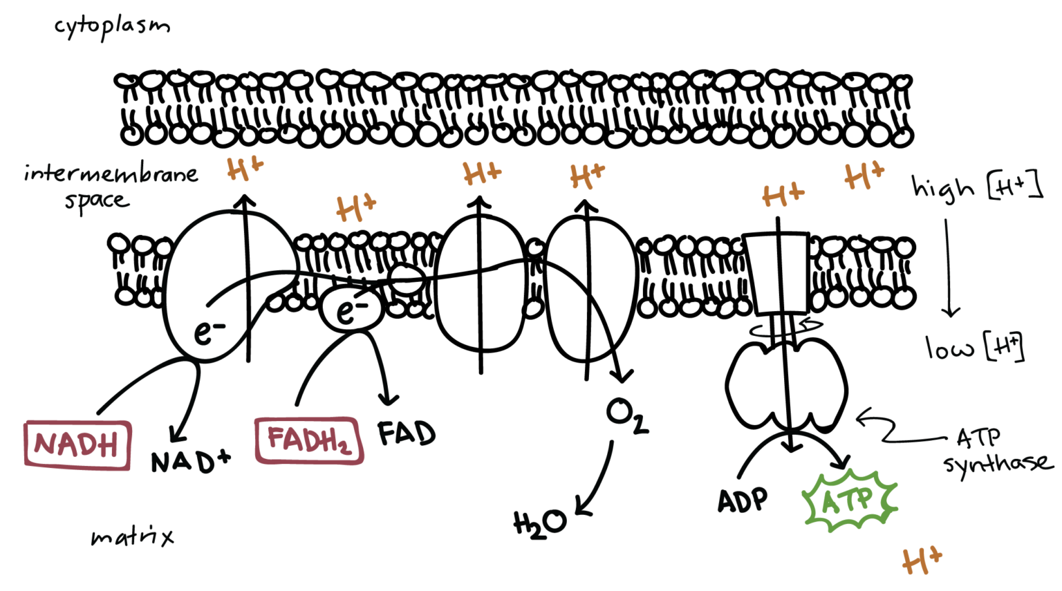 Transport Protein - Biology Simple