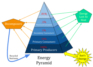 Energy Pyramid - Biology Simple