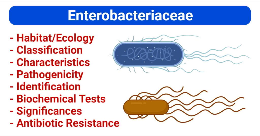 Enterobacteriaceae - Biology Simple