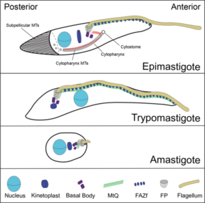 Barophile - Biology Simple