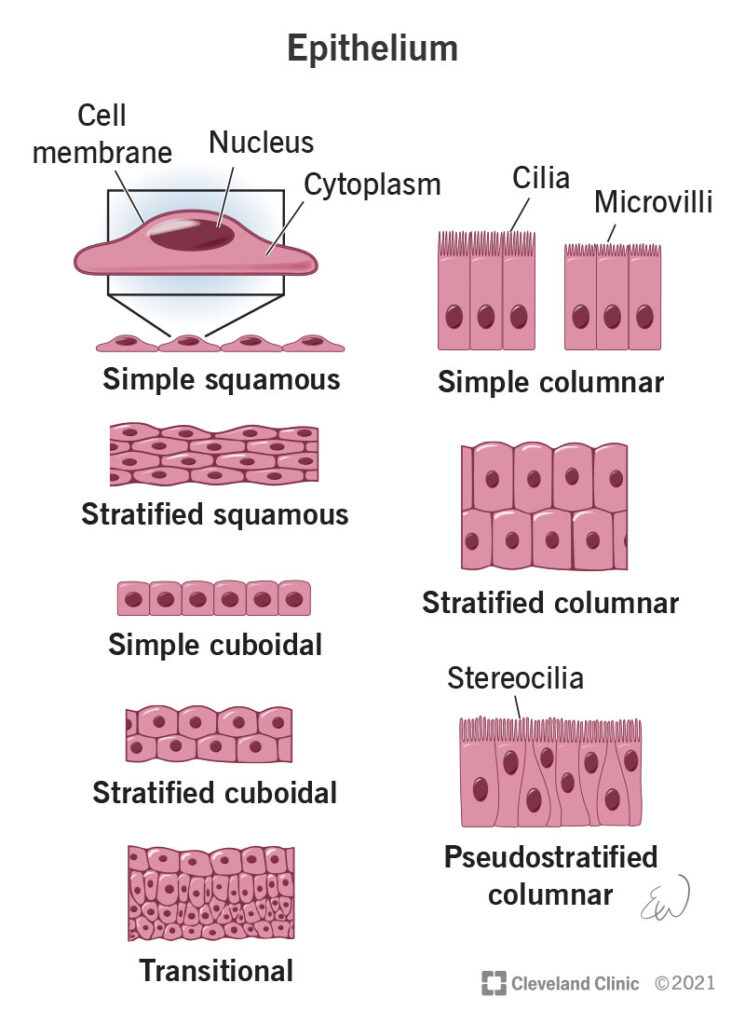Ectoderm - Biology Simple