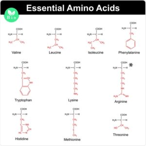 Essential Amino Acids - Biology Simple