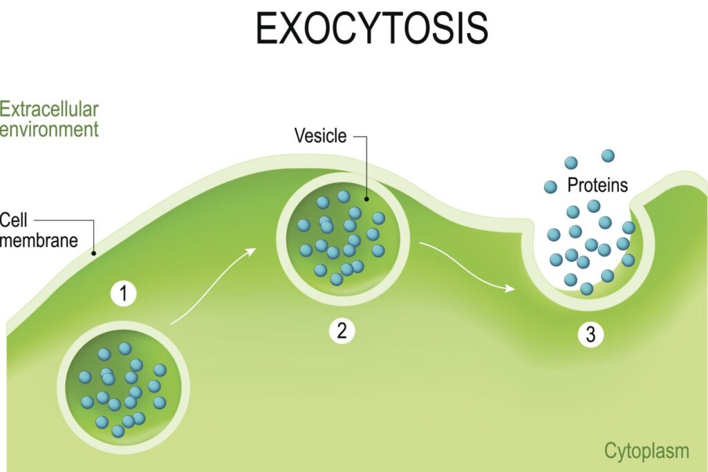Cytosol - Biology Simple