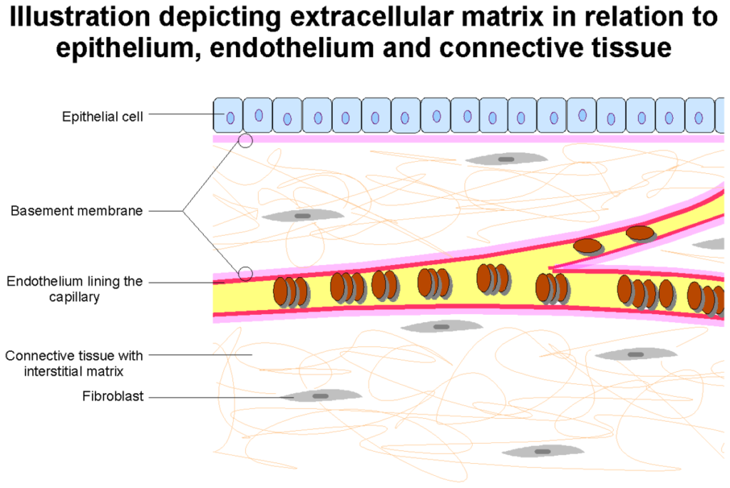 Extracellular Digestion - Biology Simple