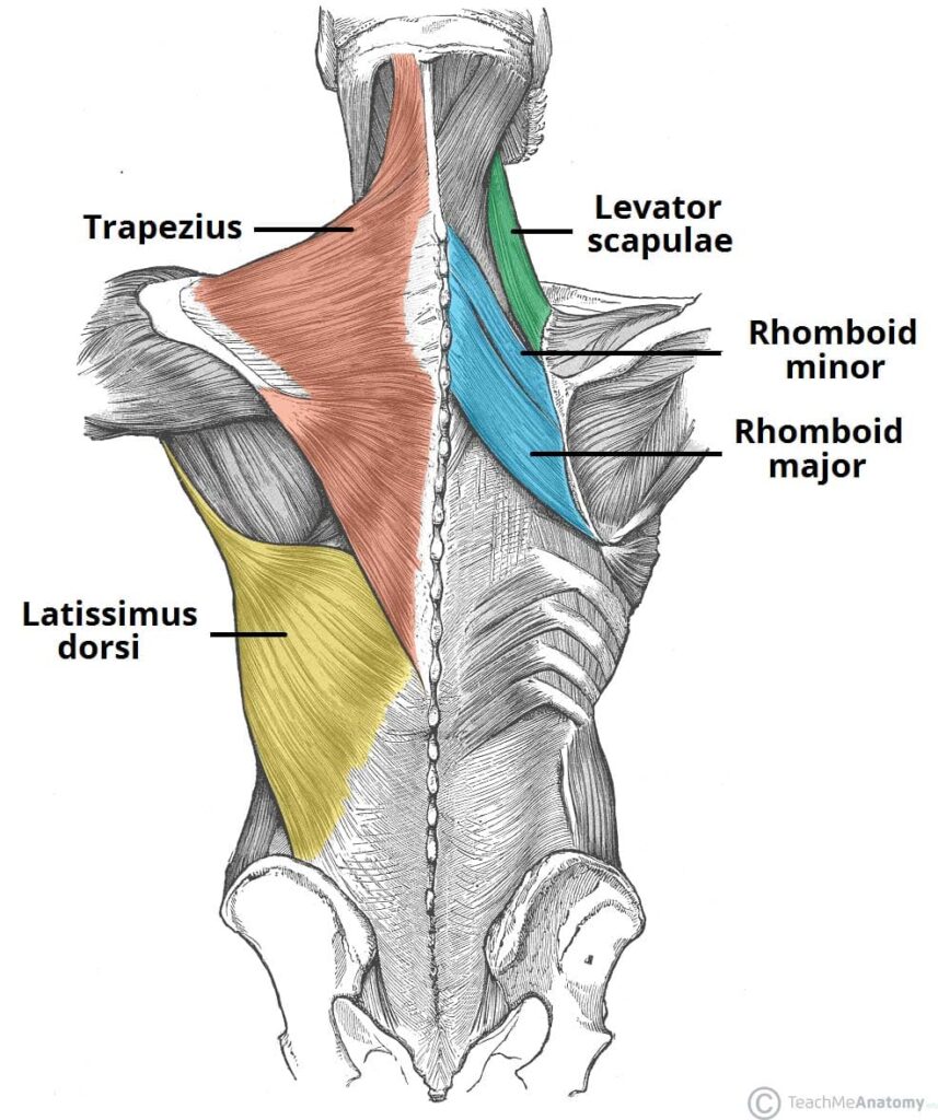 Extrinsic Muscles - Biology Simple