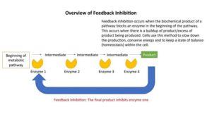 Feedback Inhibition - Biology Simple