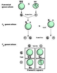 Body Systems - Biology Simple