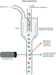 Inoculating Loop - Biology Simple