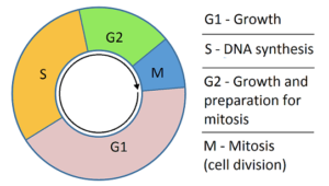Gap 2 Phase - Biology Simple
