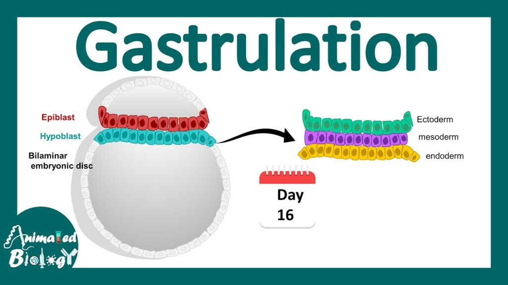Gastrulation - Biology Simple