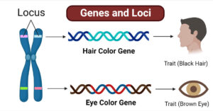 Genetic Locus - Biology Simple