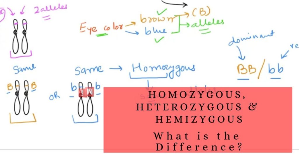 Hemizygous - Biology Simple